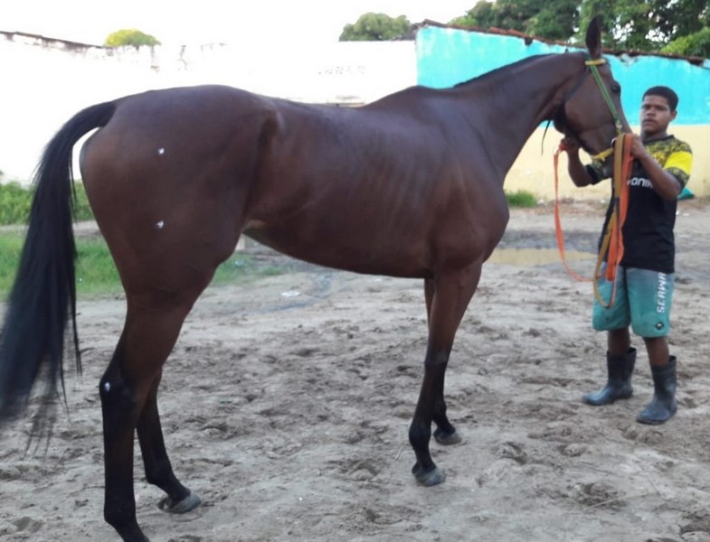 Animais a venda. Stud Pontual do Recife. - Jockey Club de Pernambuco