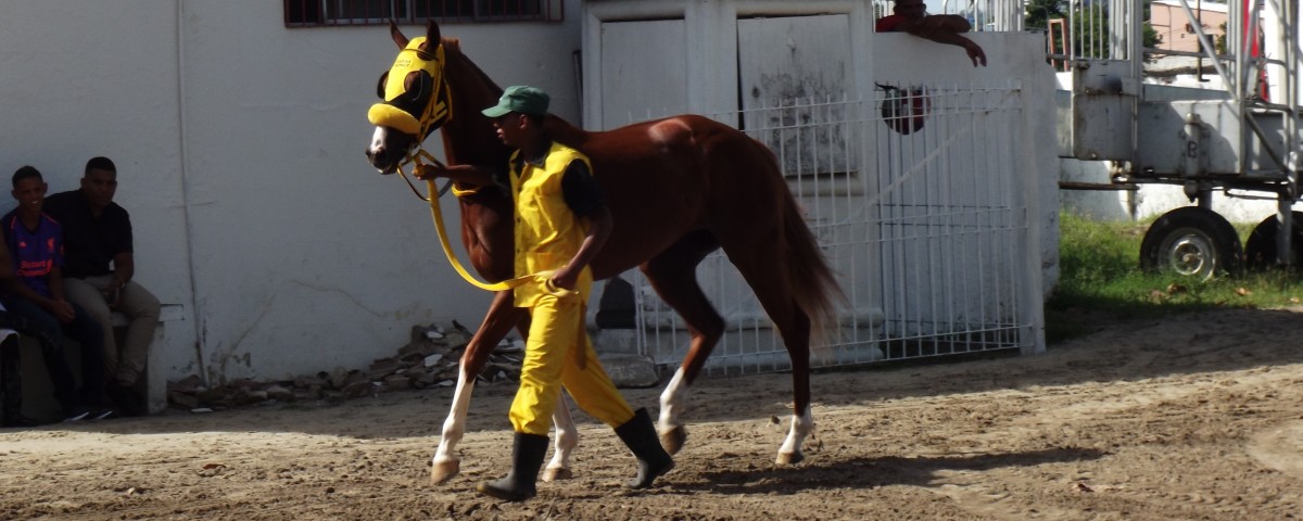 Bastidores do Turfe Pernambucano - 14/03/25 - Jockey Club de Pernambuco